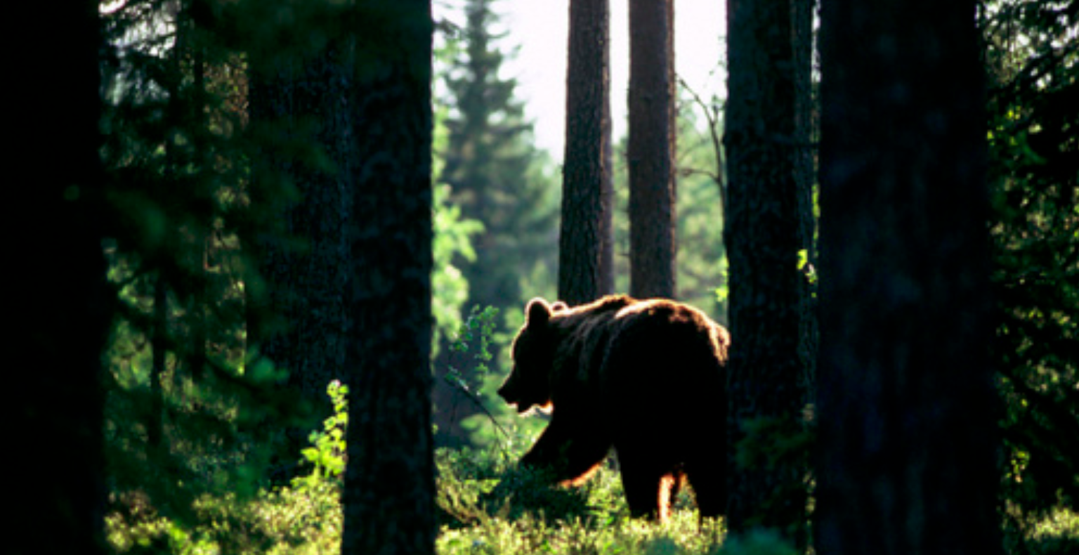Ancient Word of the Day: Sussurate – Content Catnip