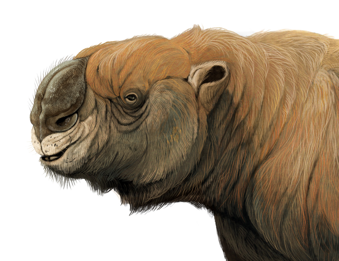 Ancient Australian Megafauna: Diprotodon optatum – Content Catnip