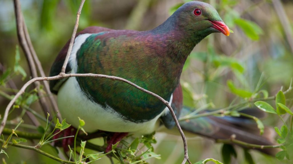 The ultimate guide to collective nouns for New Zealand birds – Content ...