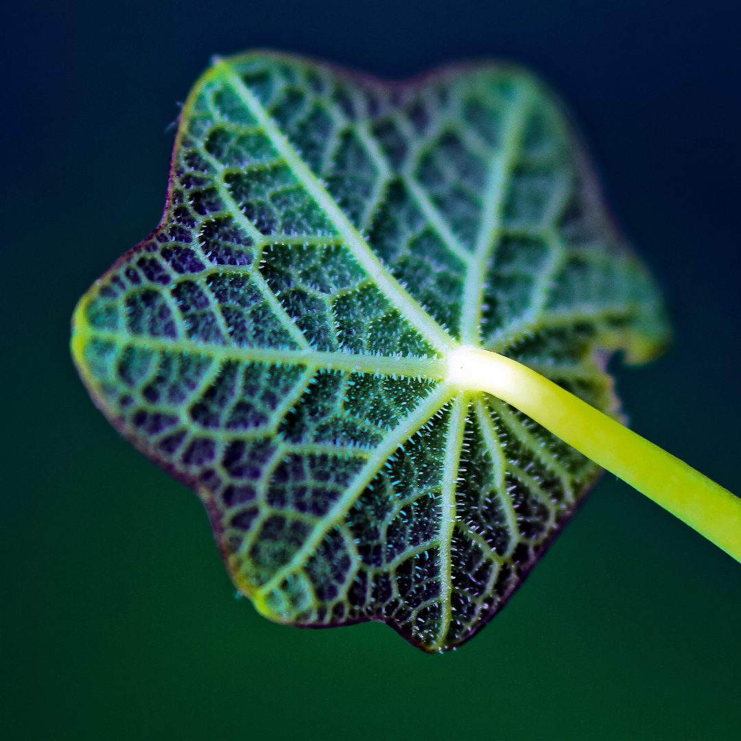 Ancient word of the day: Venation – Content Catnip
