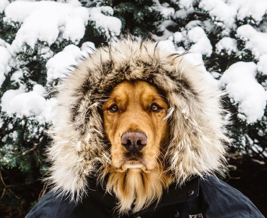 Frontier dog Aspen is one dapper and capable canine – Content Catnip