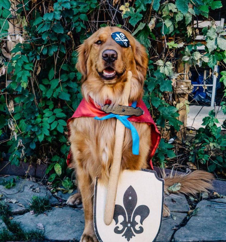 Frontier dog Aspen is one dapper and capable canine – Content Catnip