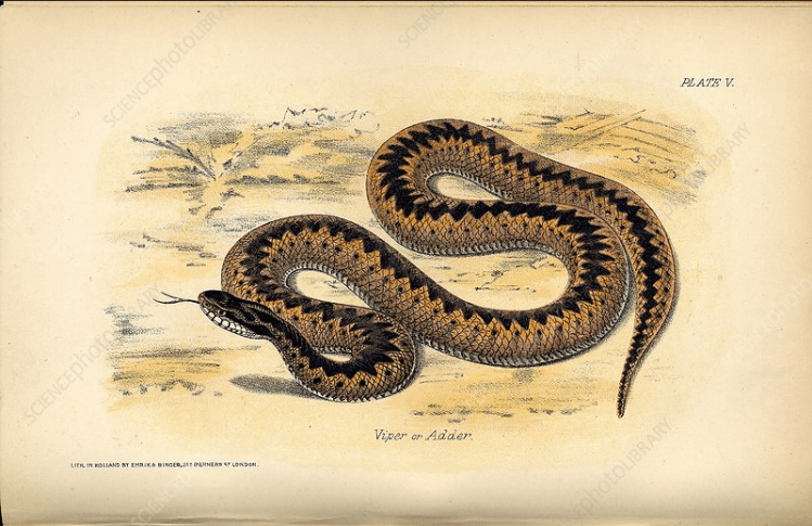 Ancient word of the day: Adder – Content Catnip