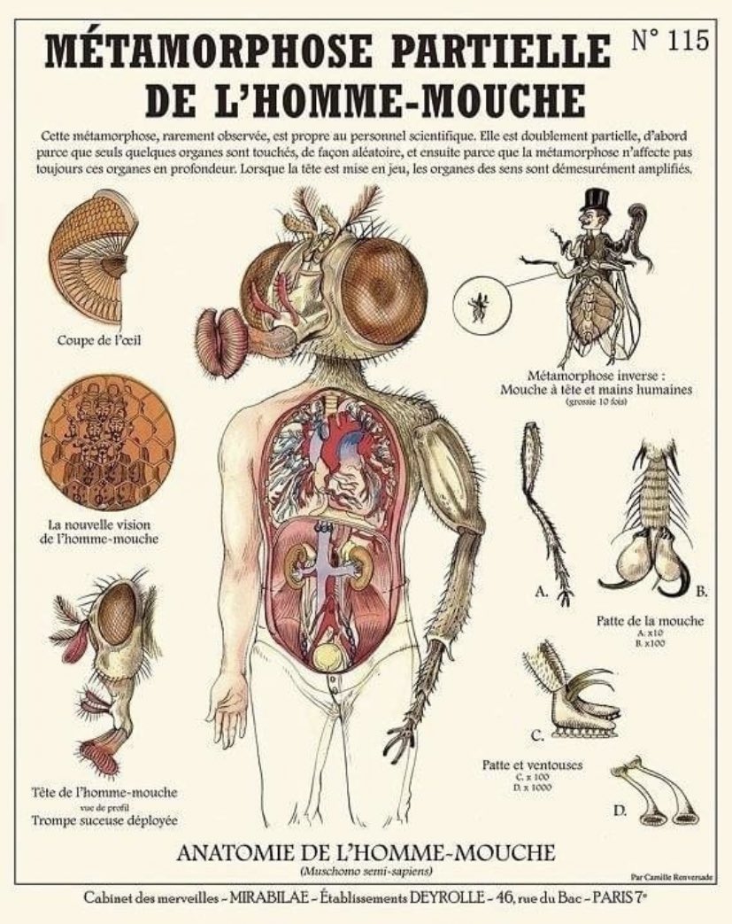 The Anatomy of Fantastical Creatures – Content Catnip
