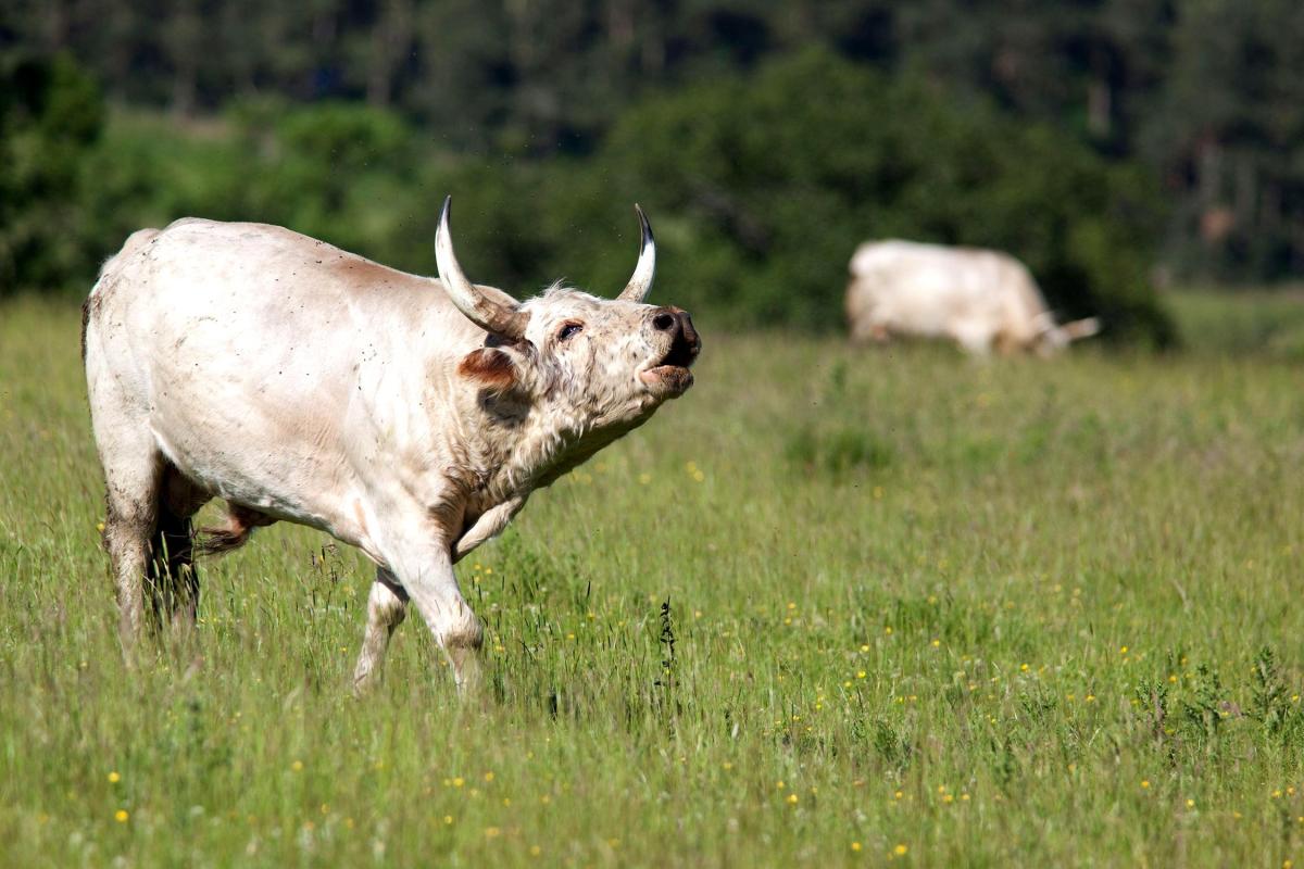 Poignant Thought: The Wild Cows on the Island of Swona – Content Catnip