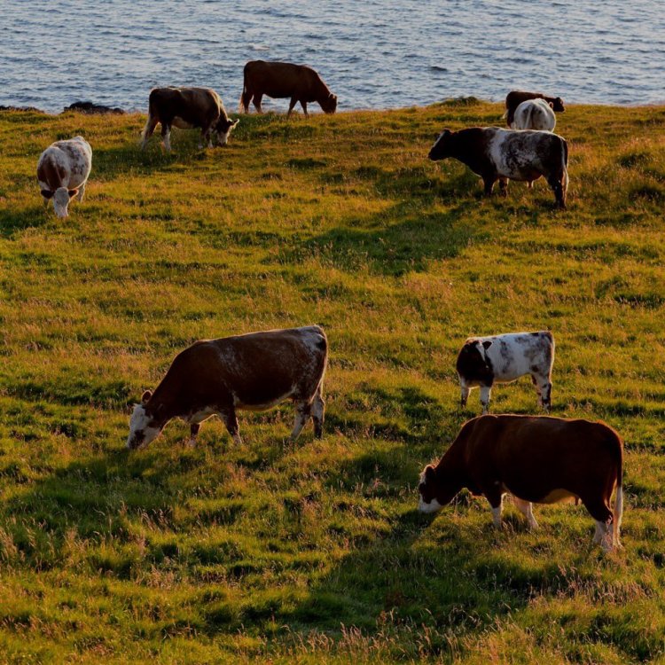 Poignant Thought: The Wild Cows on the Island of Swona – Content Catnip