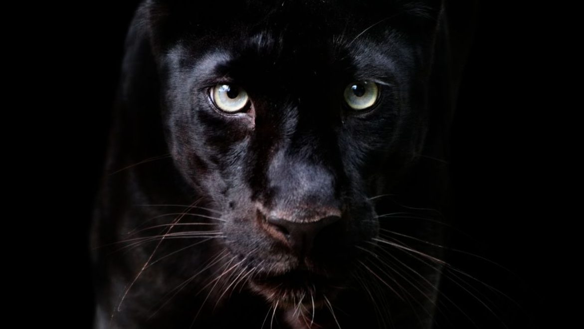 A panther is a poem with fire green eyes – Content Catnip